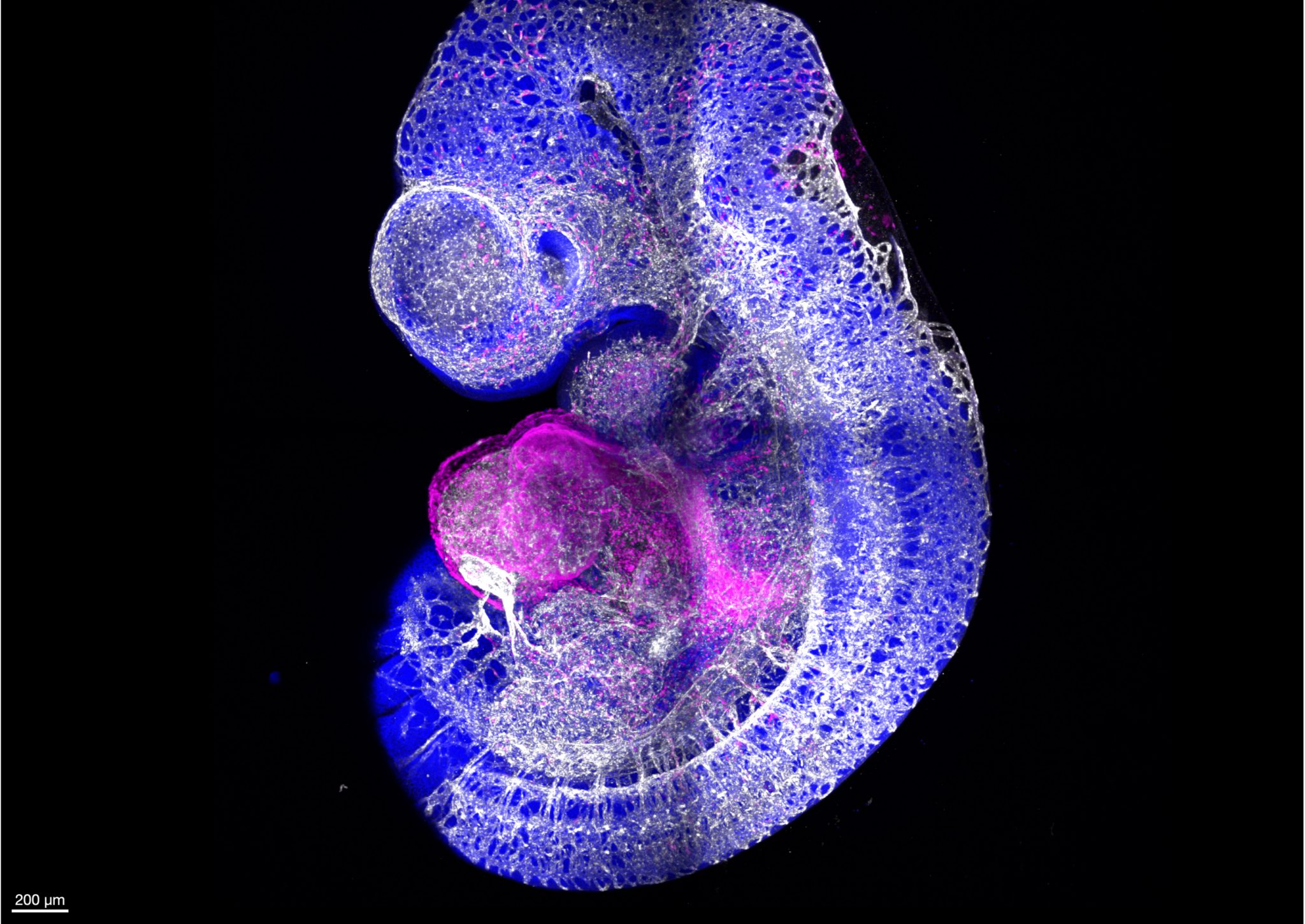 Image Galery - Astrof Lab