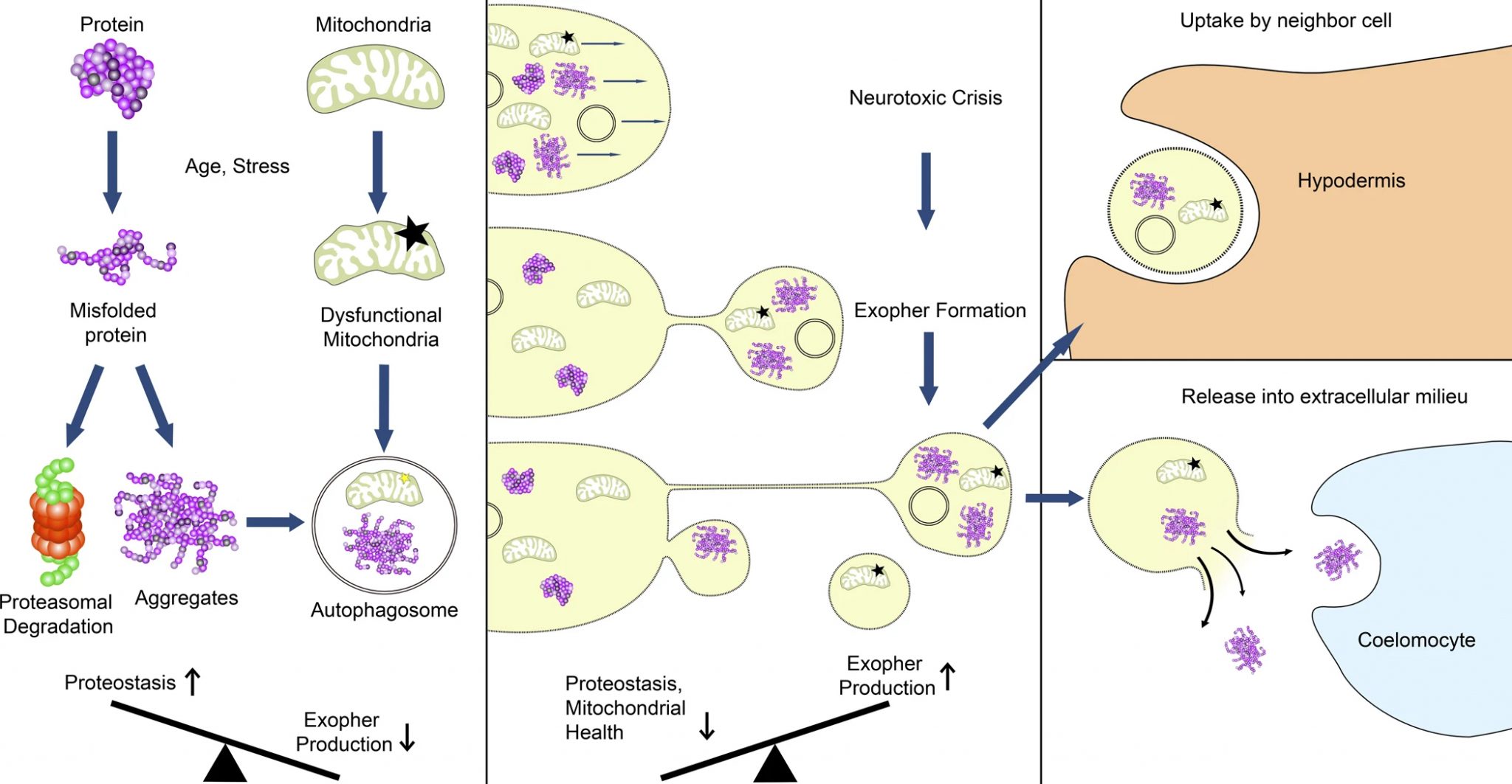 Research – Driscoll C. elegans Lab