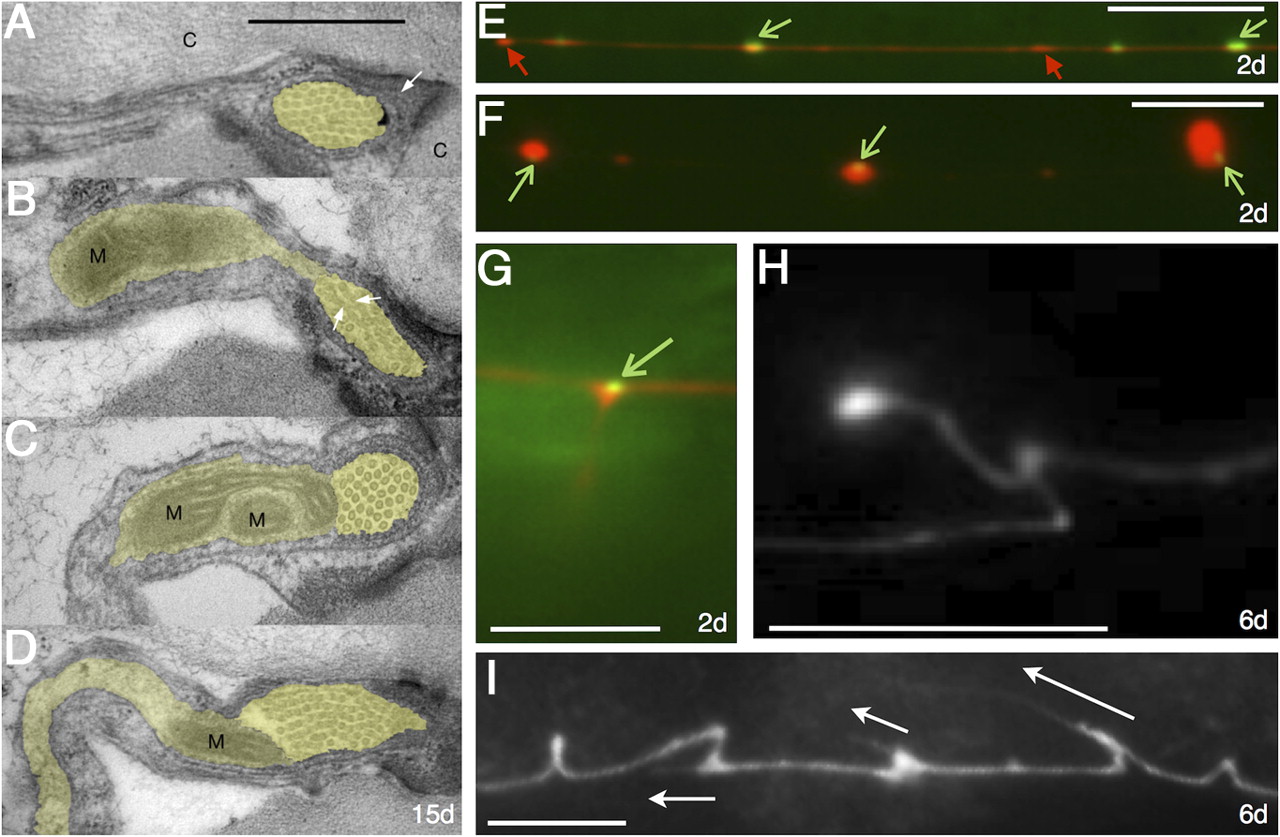 Research – Driscoll C. elegans Lab