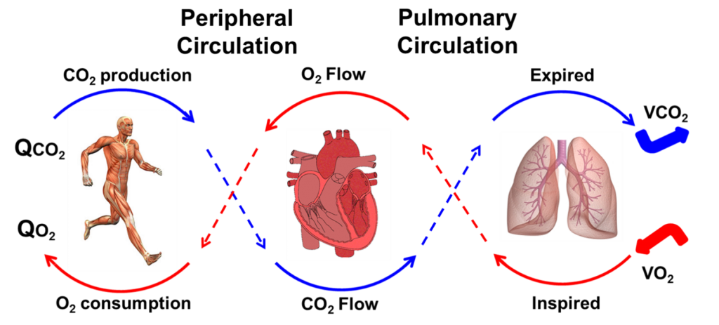What We Do - Cardiorespiratory Physiology Laboratory
