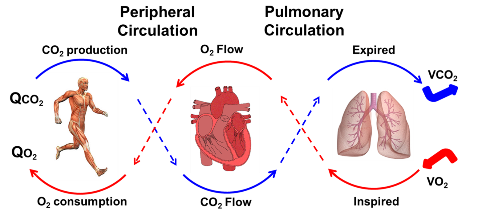 What We Do - Cardiorespiratory Physiology Laboratory
