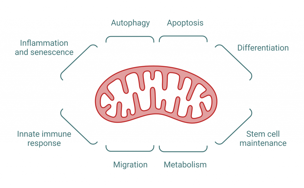 Research - Glytsou Lab