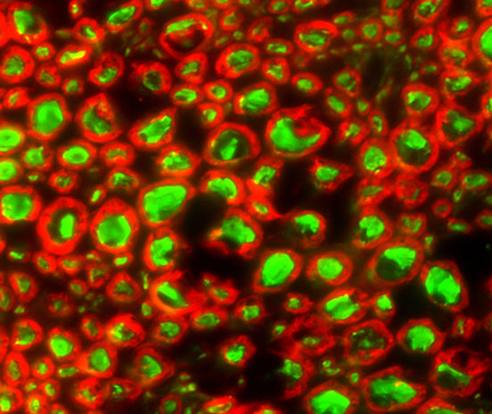 Home - Dr. Haesun Kim's Lab