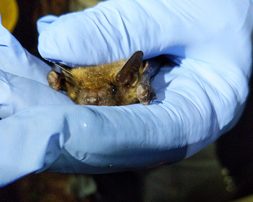 Flora & Fauna - Hutcheson Memorial Forest Center