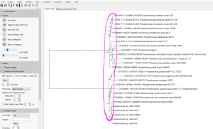 Phylogenetic Tree Construction – James White Laboratory