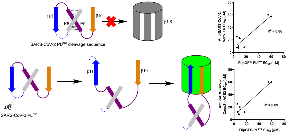 Publications – Jun Wang Lab