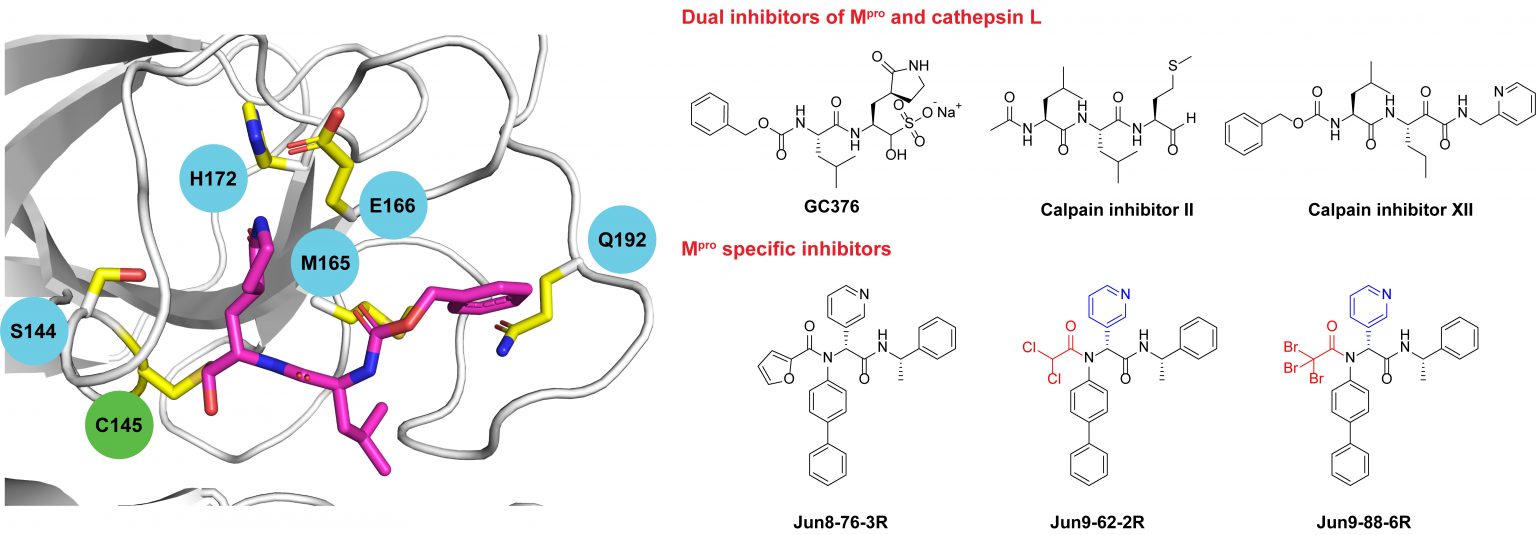 Publications – Jun Wang Lab