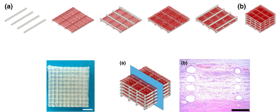 Complex Scaffold Design - Laboratory for Biomaterials Research