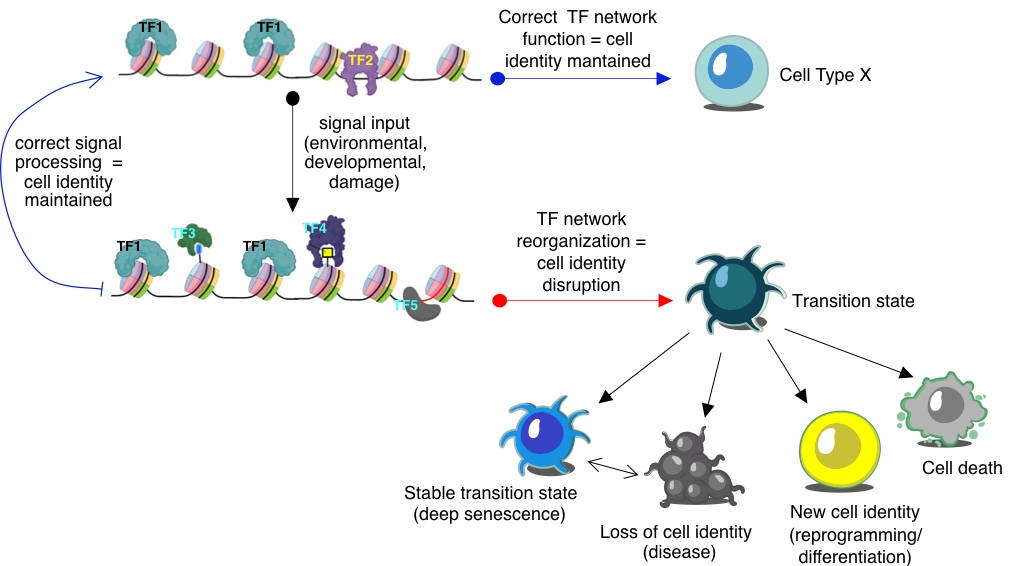 Research – Martínez Zamudio Lab