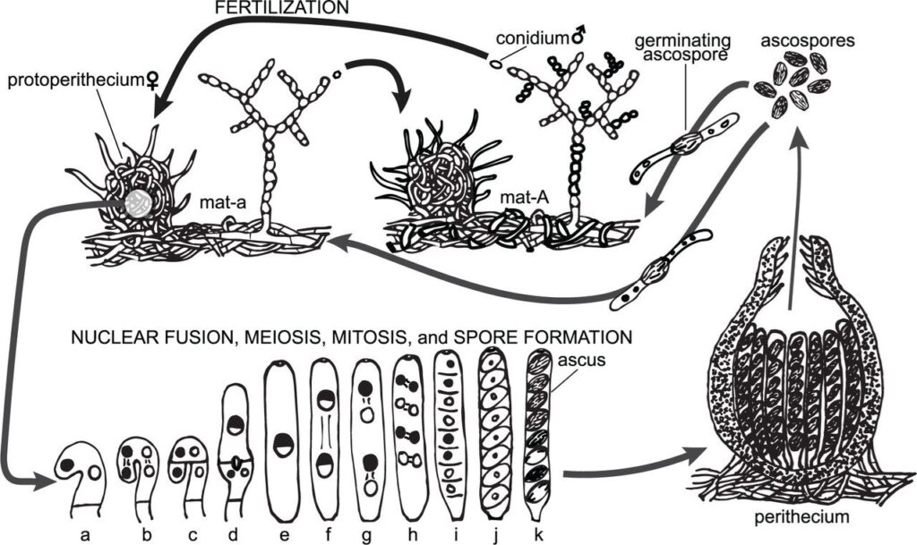 Fungal Spore Ejection – Mechanical Ecology