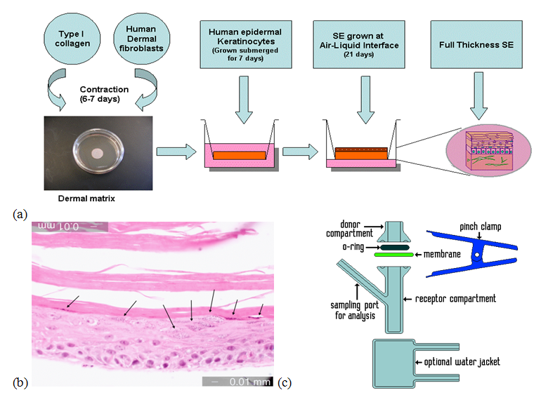 Tissue Engineered Human Skin Equivalent (HSE) Collagen Model – Michniak ...