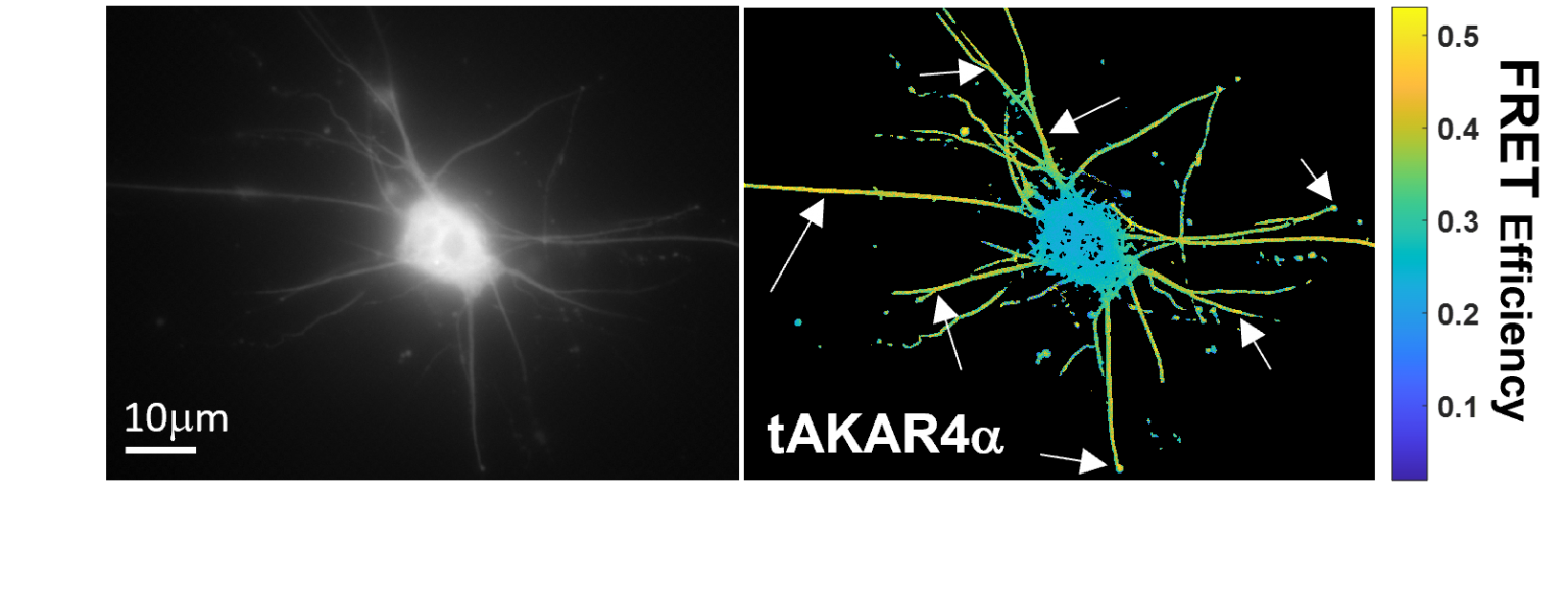 Role of PKA in Dendrite Development (with B. Firestein, CBN) – Nada ...