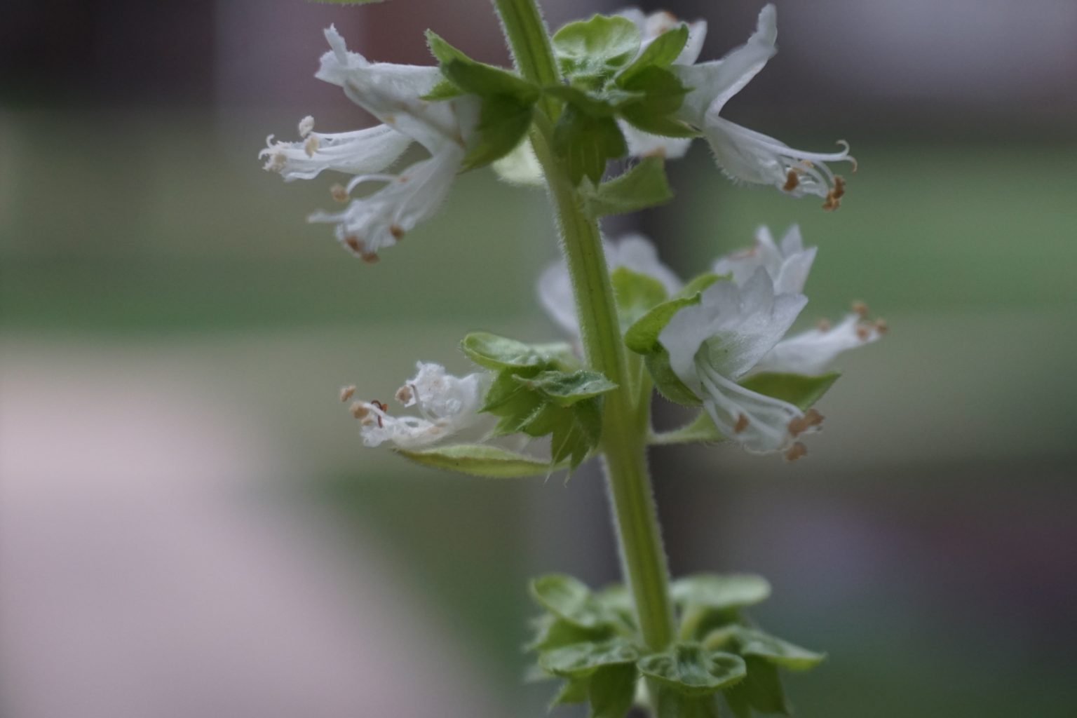 Current Projects – New Use Ag