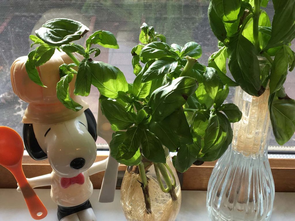 Featured in Edible New Jersey: Basil Bonanza – New Use Ag