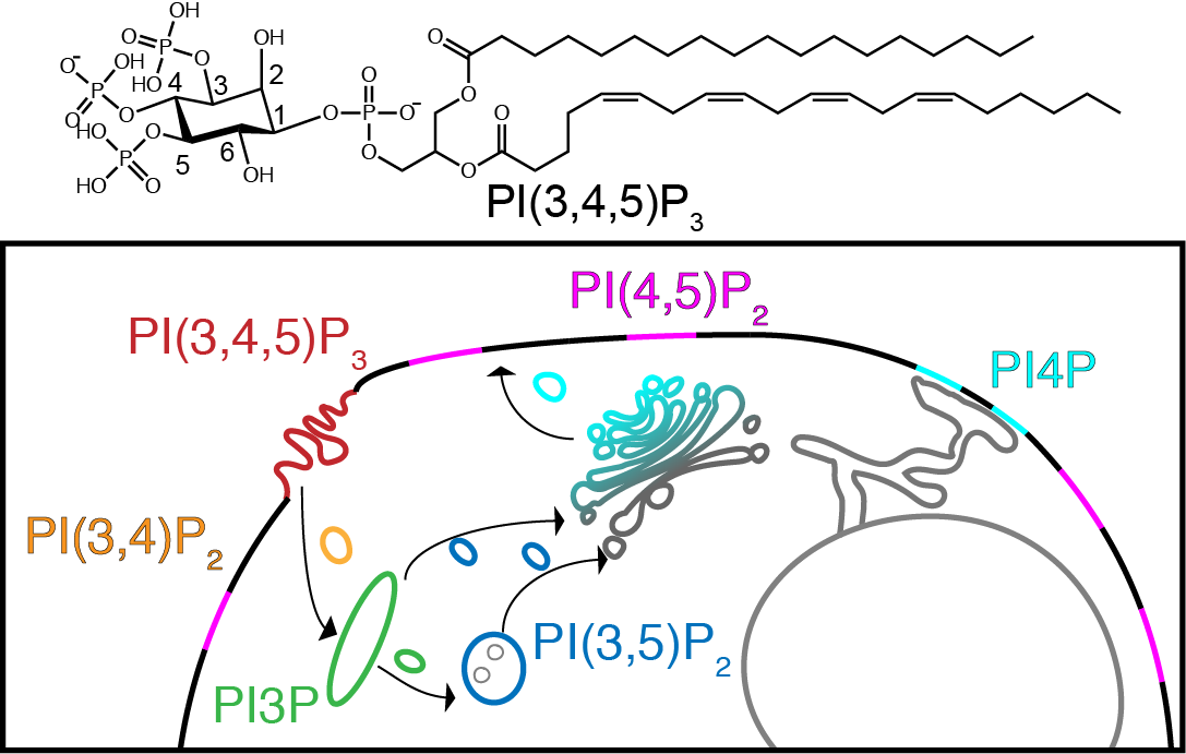 Research – Nieuwkoop Lab