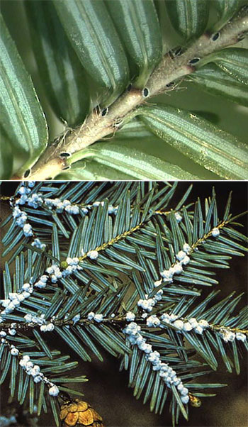Hemlock Woolly Adelgid - Nursery IPM