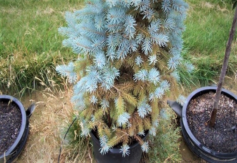 Spruce Spider Mite – Nursery IPM