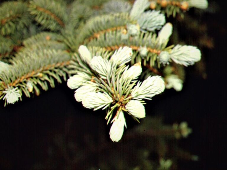 Eastern Spruce Gall Adelgid – Nursery IPM