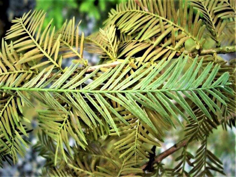 Hemlock Rust Mite – Nursery IPM