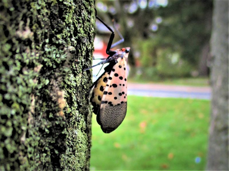 Spotted Lanternfly – Nursery IPM