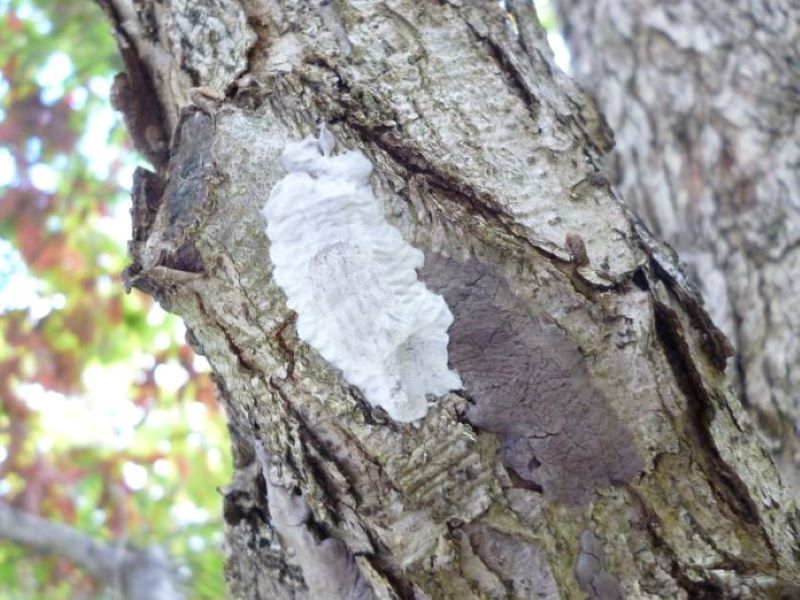 Spotted Lanternfly – Nursery IPM