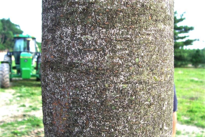 Japanese Maple Scale - Nursery IPM