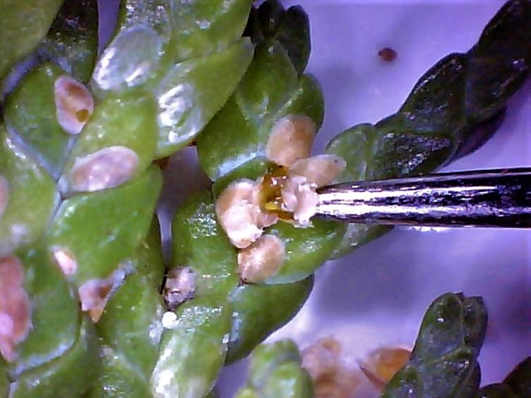 Juniper Scale – Nursery IPM