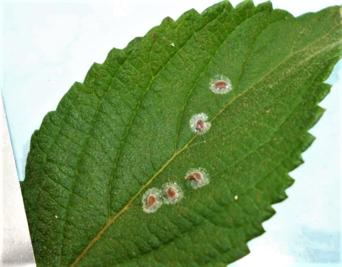 White Prunicola Scale - Nursery IPM