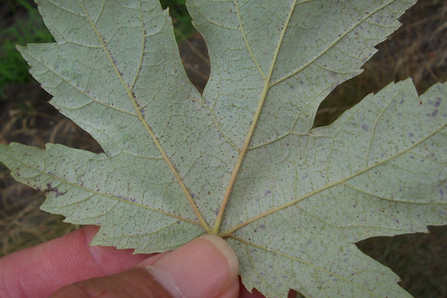 Maple Spider Mites – Nursery IPM