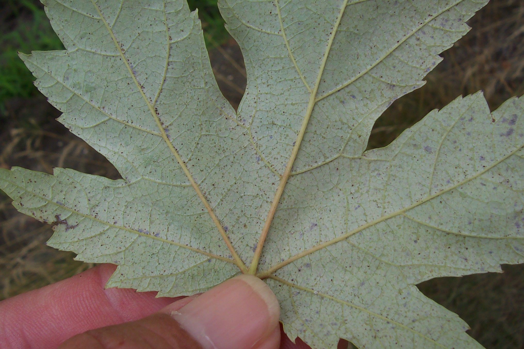 Maple Spider Mites – Nursery IPM