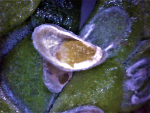 Juniper Scale – Nursery IPM