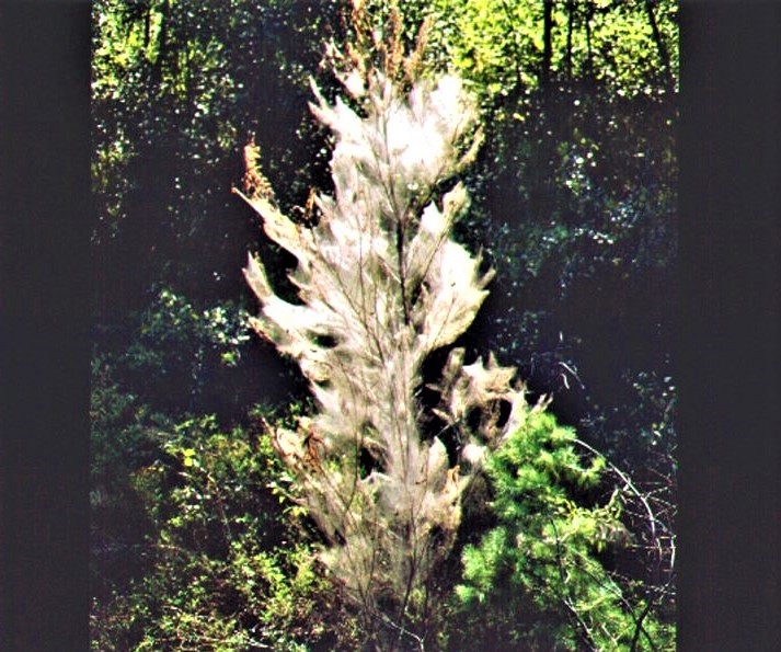 Fall Webworm – Nursery IPM