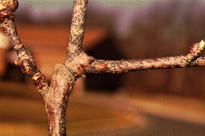 Calico Scale – Nursery IPM