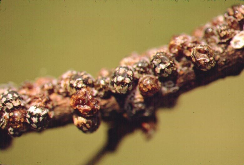 Calico Scale – Nursery IPM