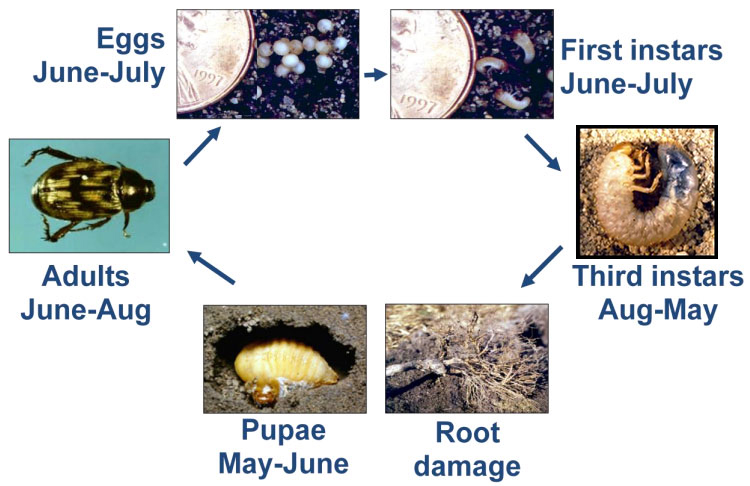 Oriental Beetle – Nursery IPM