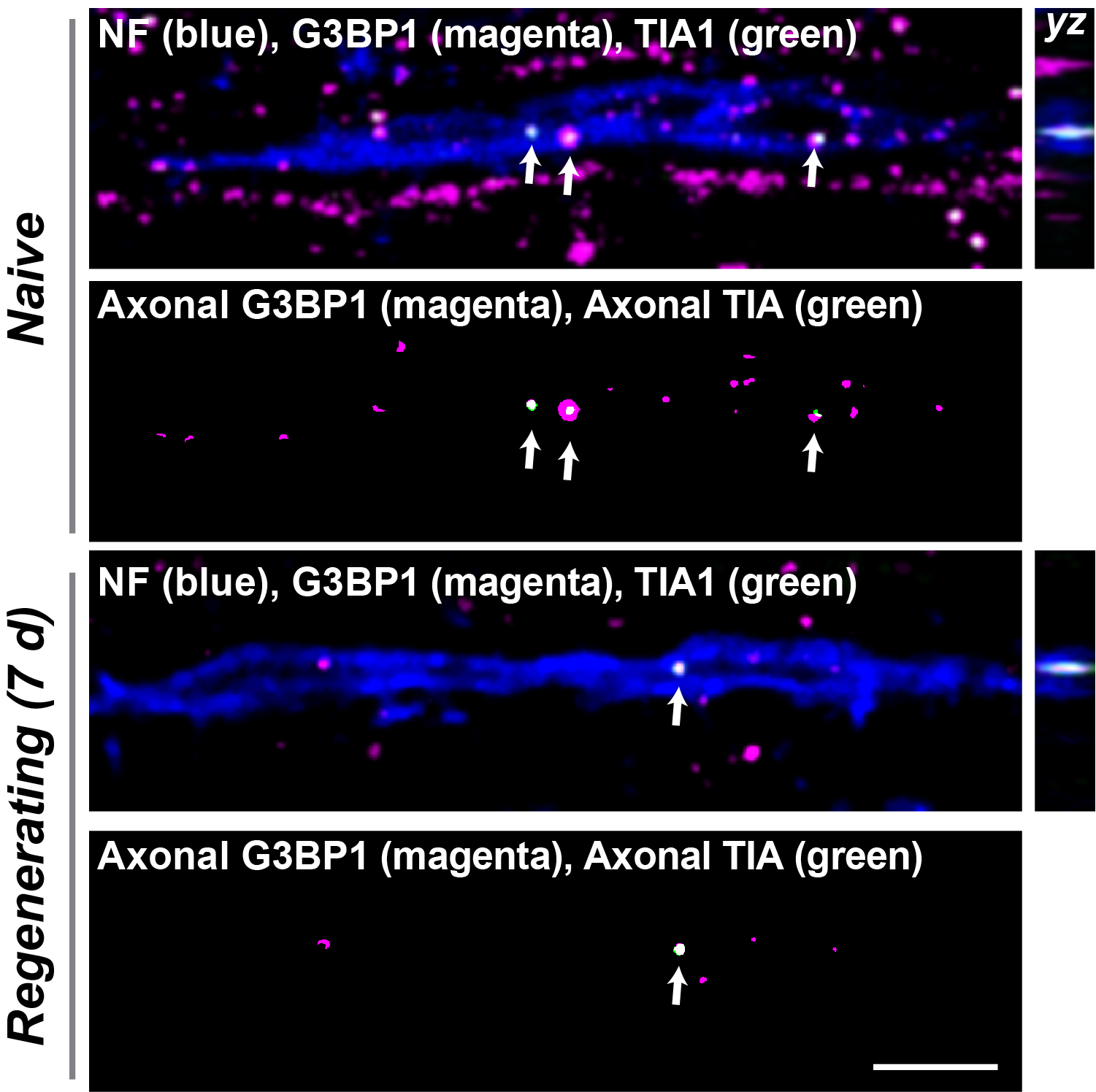 Research – Sahoo Lab