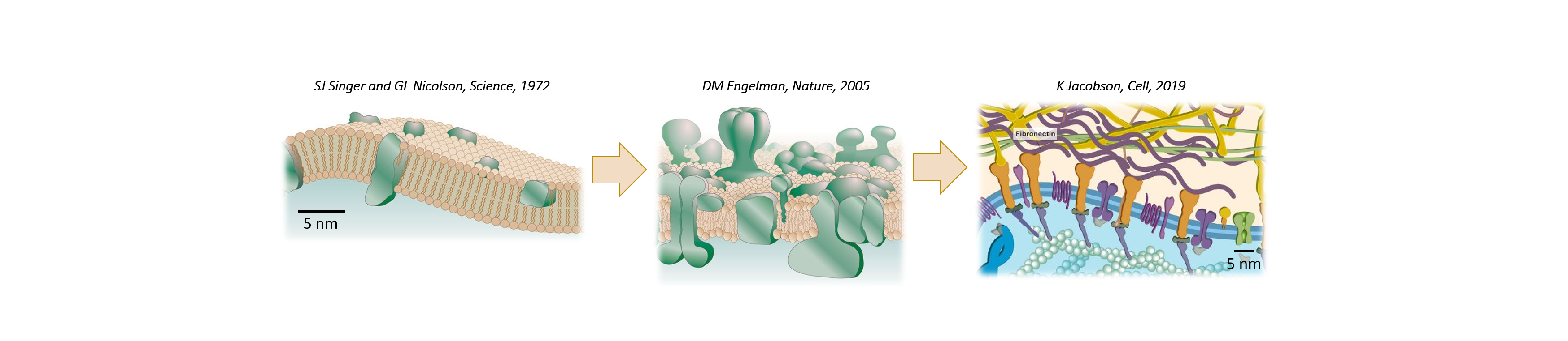 Cell membrane model - Shi Lab