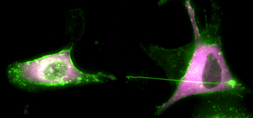 poked cell-1 - Shi Lab