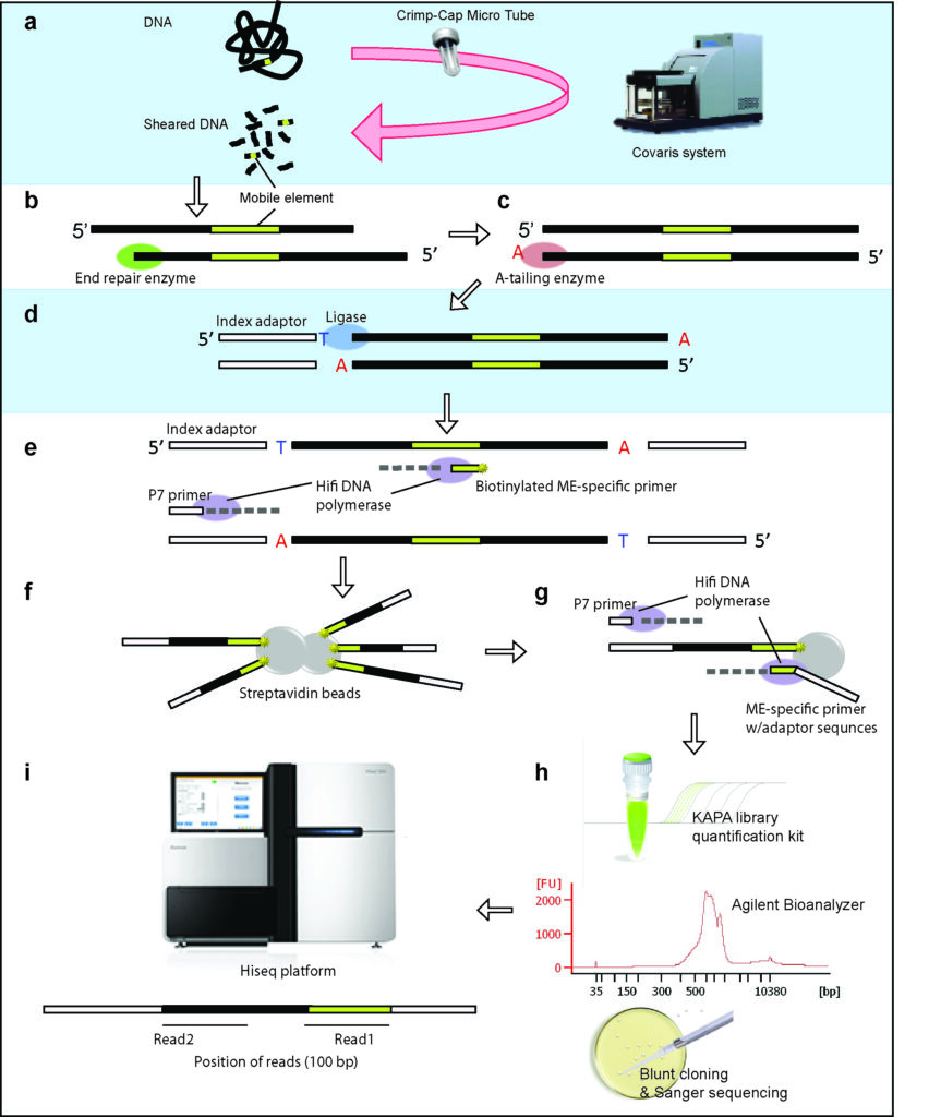 Mobile Element Biology - Xing Lab of Genomics